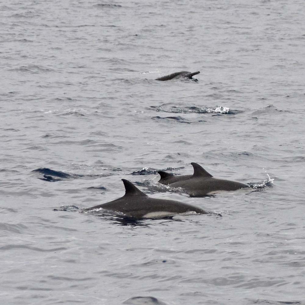 Best Things to Do in Channel Islands - 545travel.com