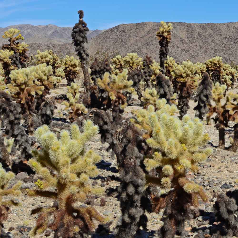 Best Things to Do in Joshua Tree - 545travel.com
