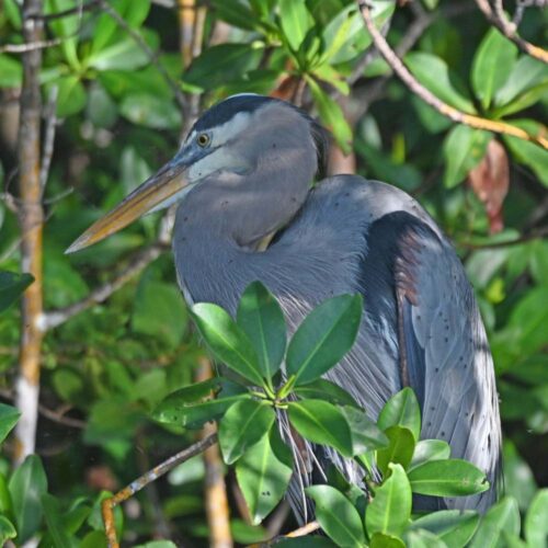 Birds of the Everglades - 545travel.com