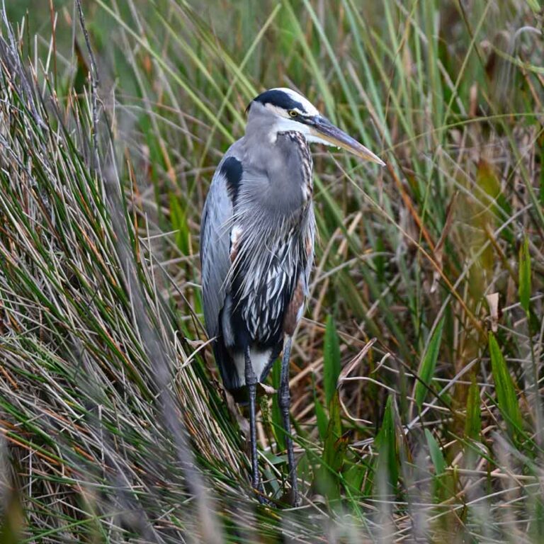 Birds of the Everglades - 545travel.com