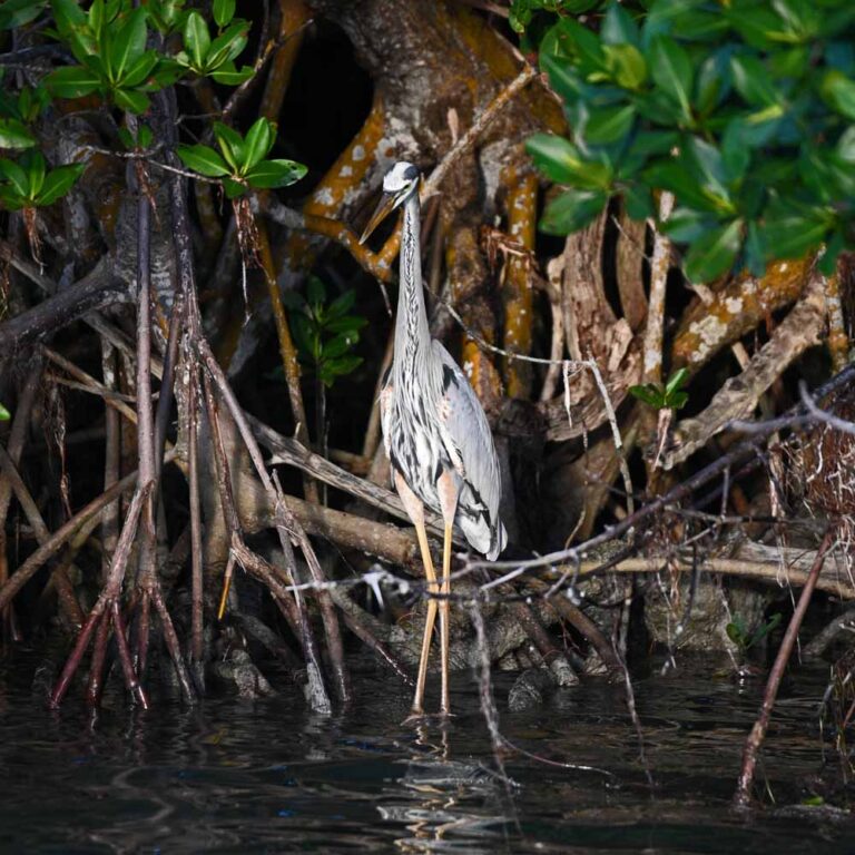 Birds of the Everglades - 545travel.com