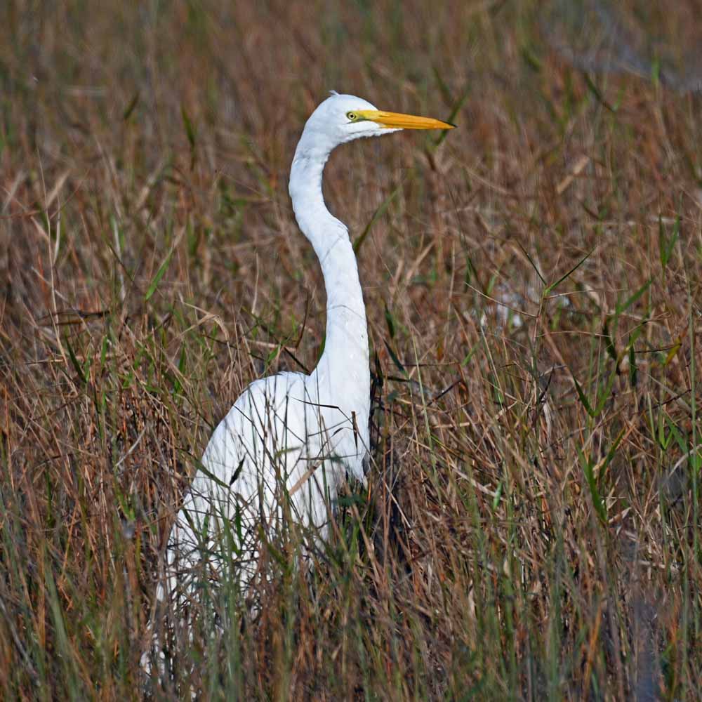 Birds of the Everglades - 545travel.com